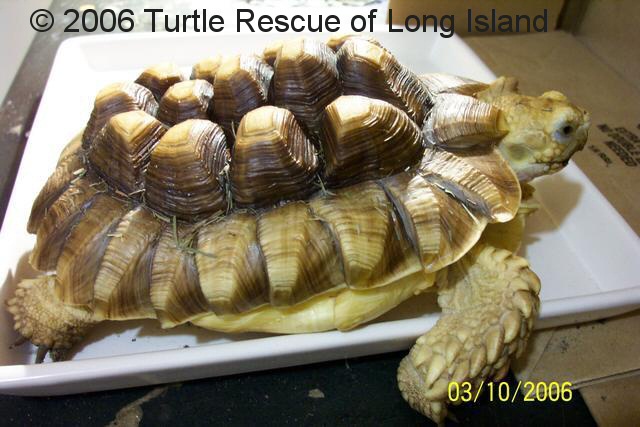 Seeking more info about the animals I care for | Chameleon Forums